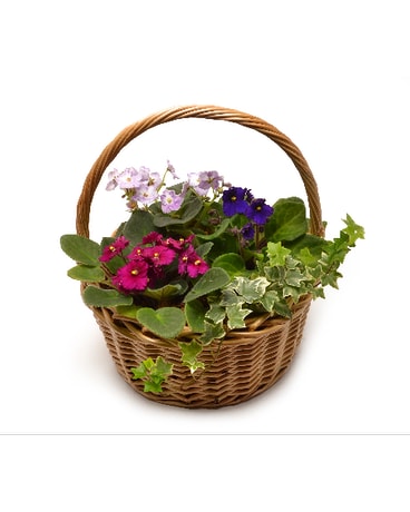 African Violets Basket in Fort Collins CO - Palmer Flowers