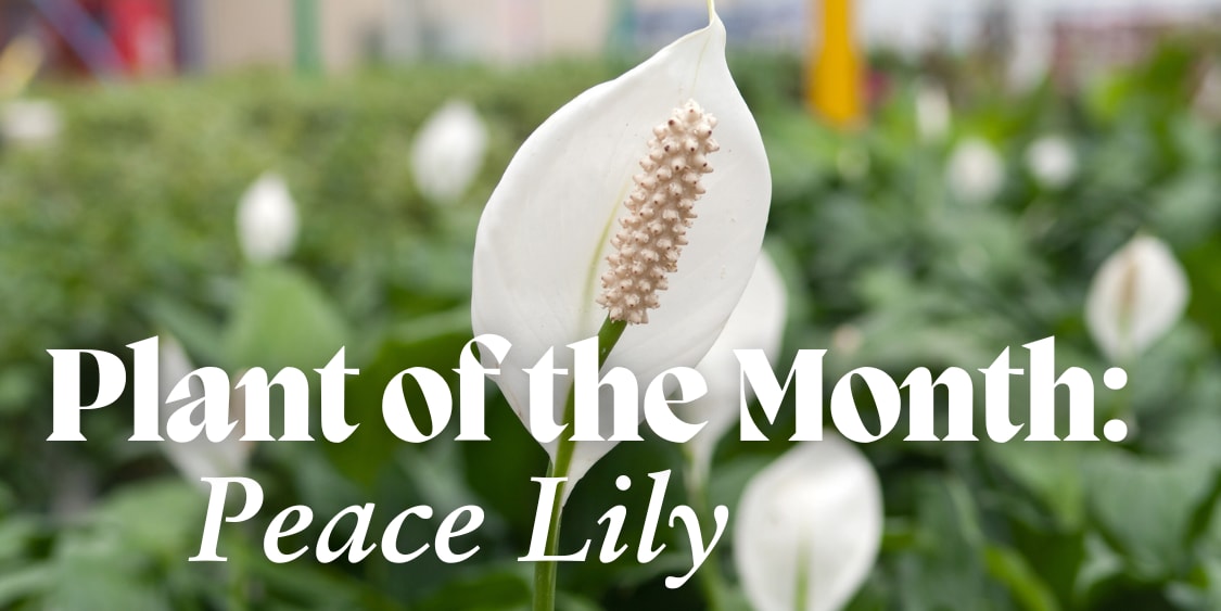 April Plant of The Month Peace Lily