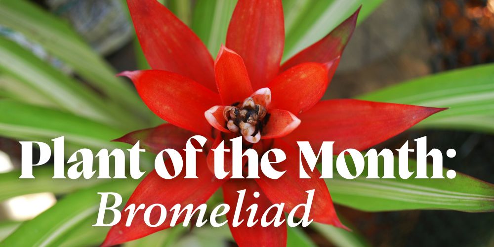 Plant of the Month Bromeliad