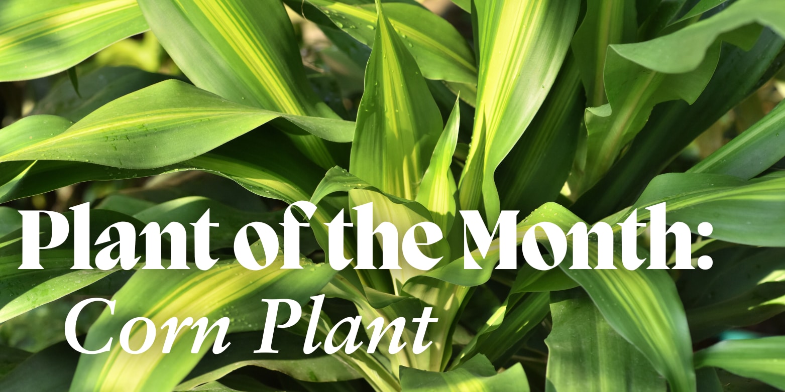 Plant of the Month Corn Plant