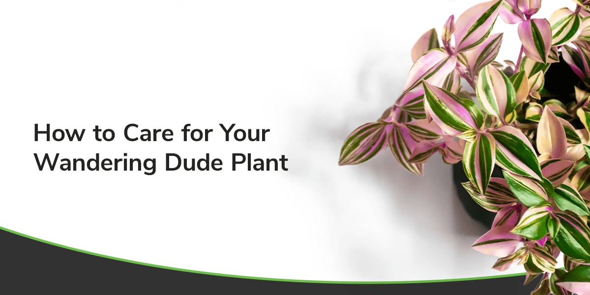 Wandering Dude Plant Care - Starbright Floral Design NYC