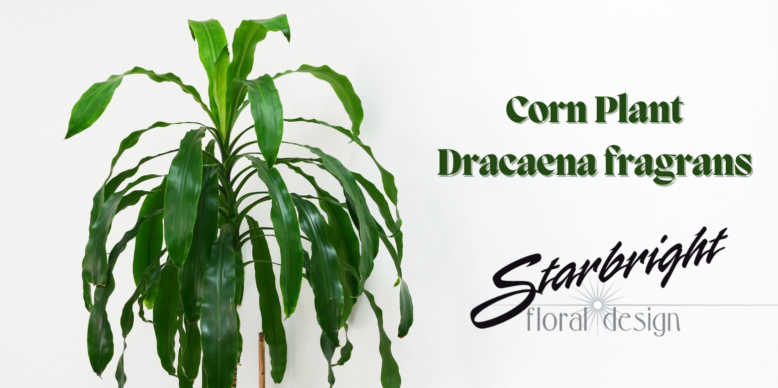 How to Care for your Corn Plant in NYC: