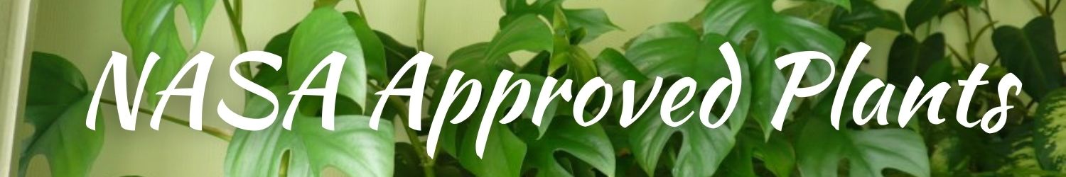 NASA Approved Plants - Starbright Floral Design NYC