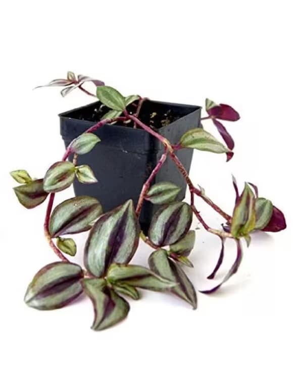 Wandering Dude Plant Care - Starbright Floral Design NYC