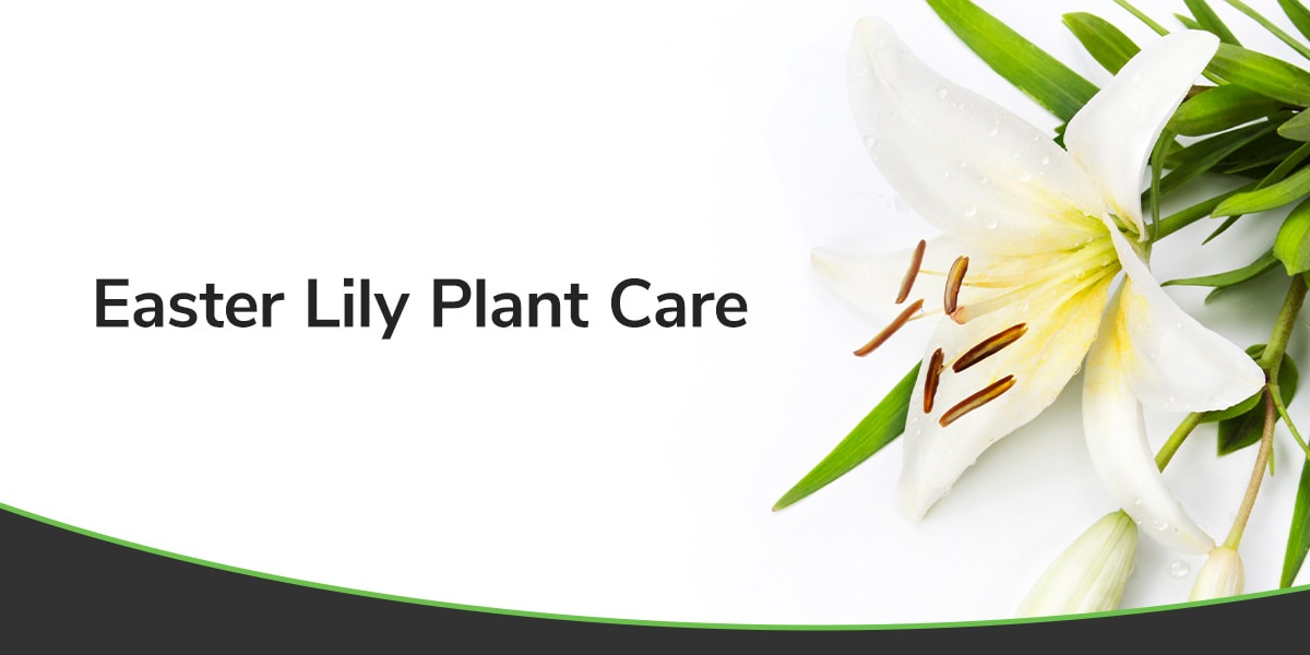 Easter Lily Plant Care & Maintenance Guide- Starbright NYC