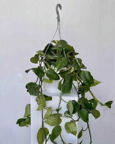 Birthday Flowers Delivery San Jose CA