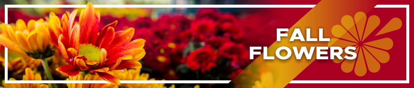 Fall Flowers Delivery in Indianapolis | George Thomas Florist
