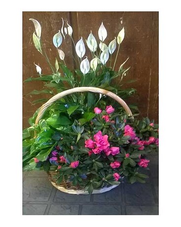 Plants Delivery Shawnee OK - House of Flowers, Inc.