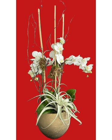 Ceramic Container of Beautiful white Phalaenopsis in Manalapan NJ ...