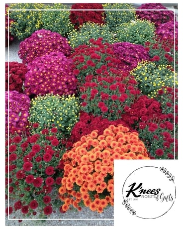 Fall Flowers Delivery Moline IL - K'nees Florists