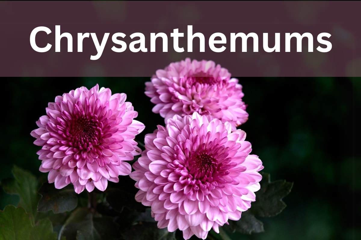 Chrysanthemums