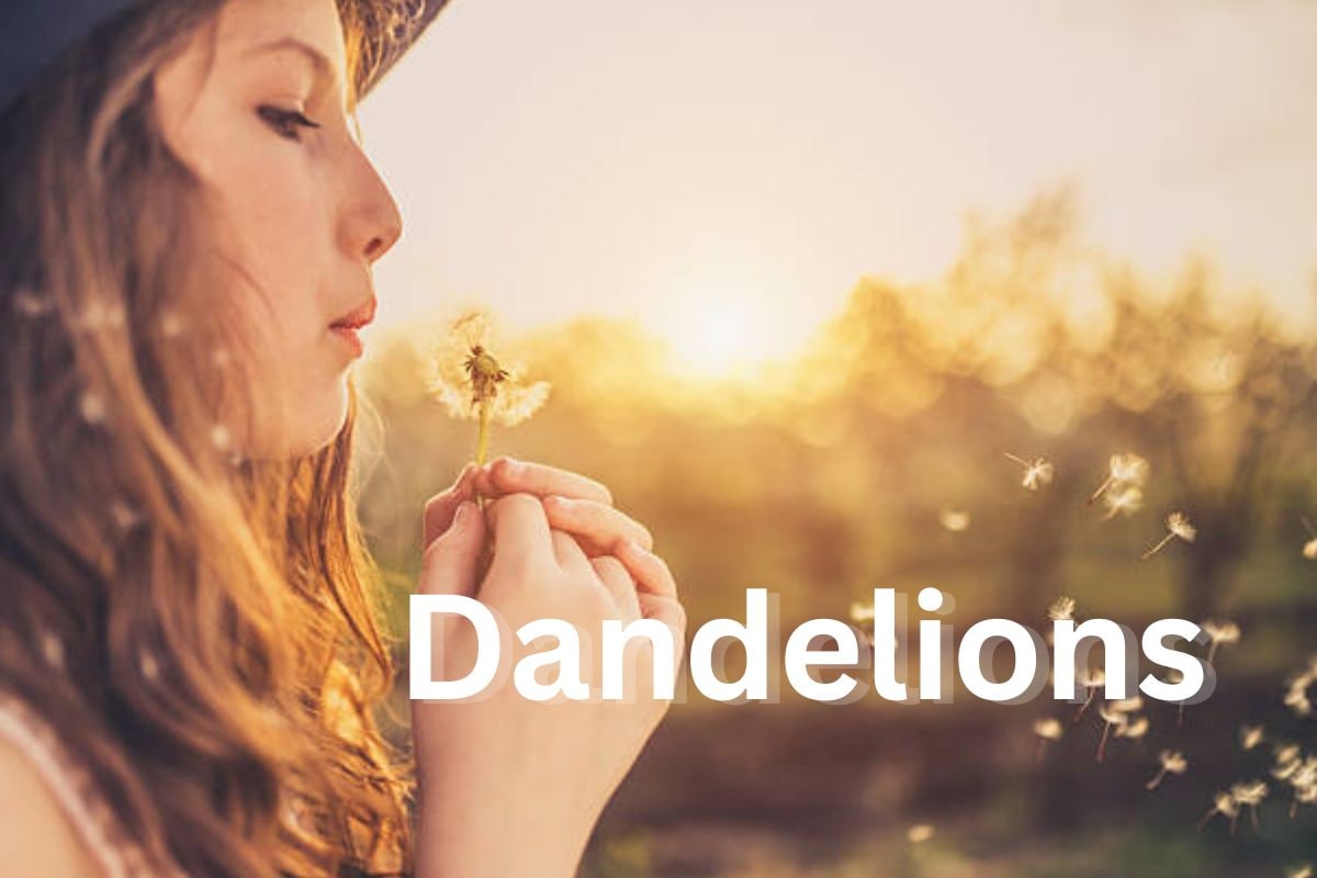 Dandelions the Wish Flower