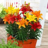 Carpet Border Lily
