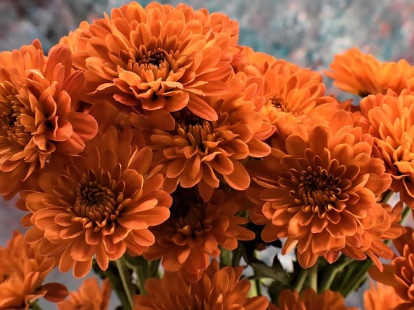 Chrysanthemums