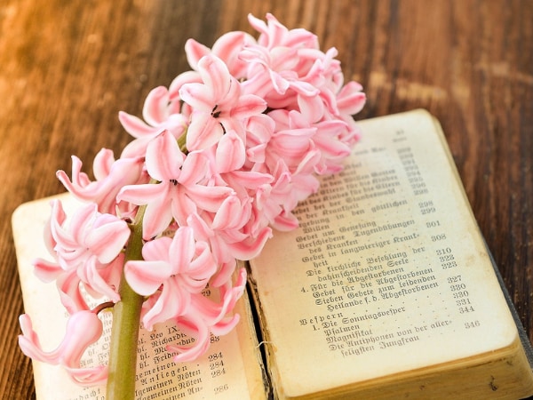 Hyacinths