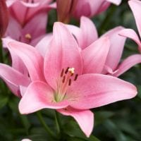 LA Hybrid Lilies