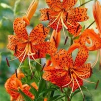 Tiger Lily