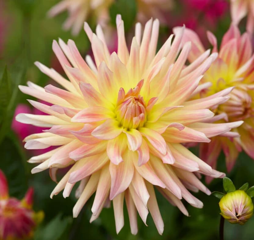 Cactus Dahlias