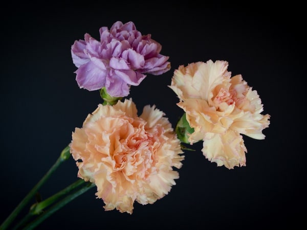Carnation