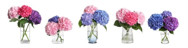 Purple Hydrangeas: Reflect a sense of pride, admiration, and deep ...