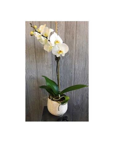 Needham Florist - Flower Delivery by Needham Florist