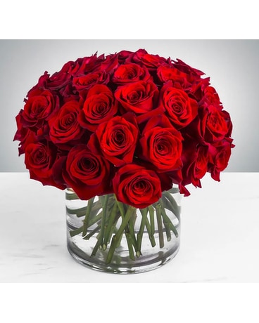 3 dozen Red Roses in a Low Cylinder in Needham MA - Needham Florist