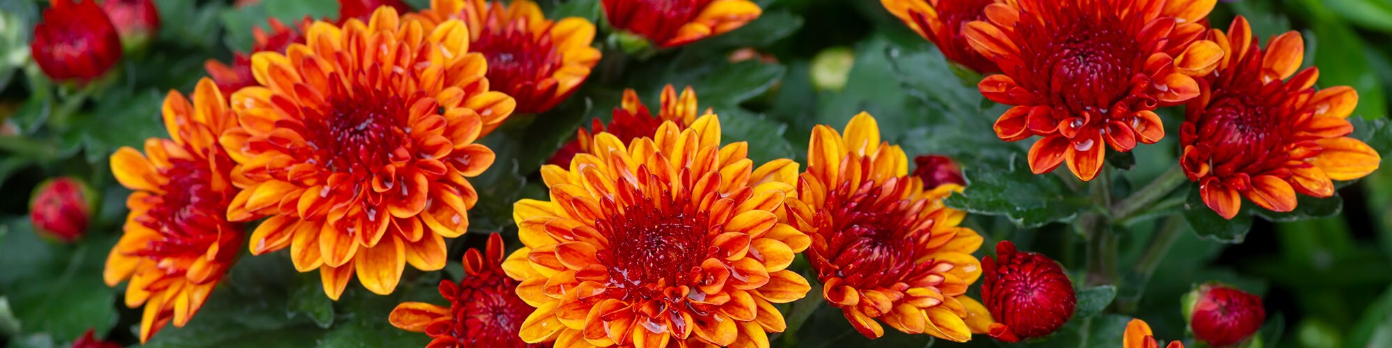 Florist Tempe AZ - Flower Delivery In Tempe Arizona