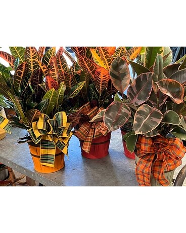 Jonesboro Florist - Flower Delivery by Posey Peddler