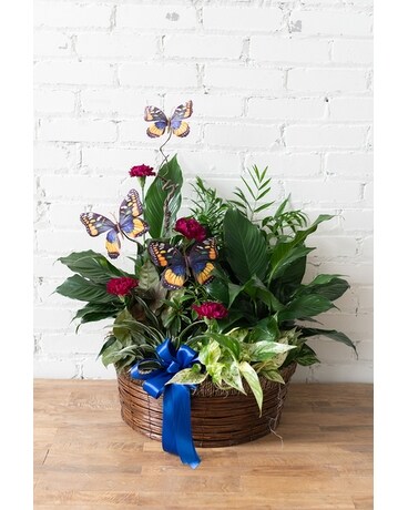 Sympathy Plants Delivery Piqua OH - Genell's Flowers