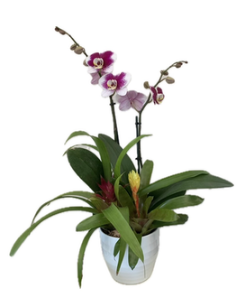 Ocala Florist - Flower Delivery by Bo-Kay Florist