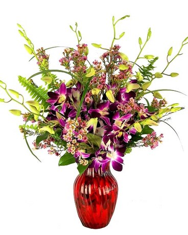 Dendrobia in Red - Piccolo's Florist