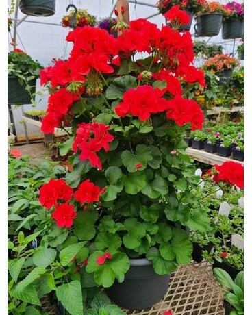 Alexandria Florist - Flower Delivery by Anderson Florist & Greenhouse