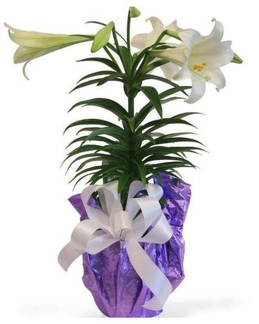 Alexandria Florist - Flower Delivery by Anderson Florist & Greenhouse