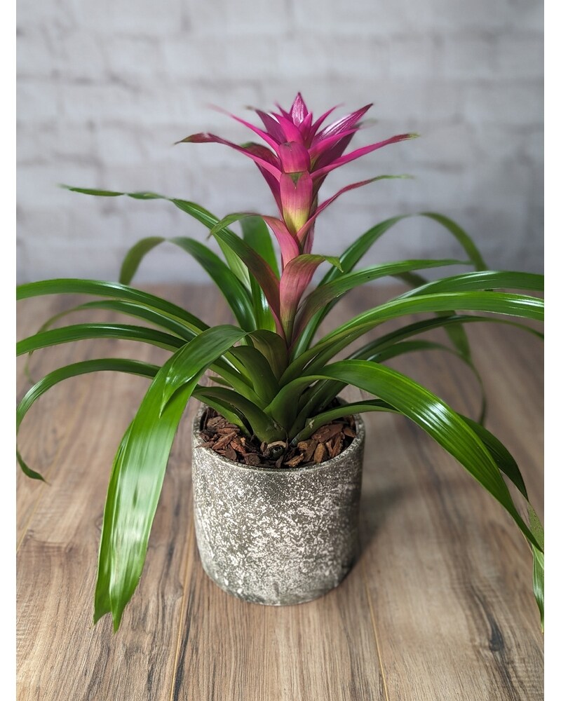 Bromeliad plant