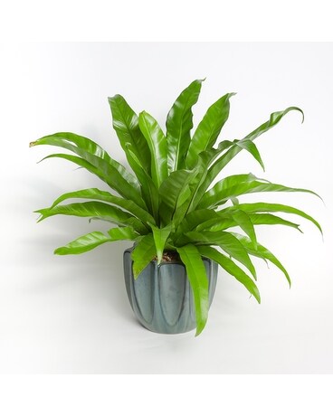 Fern in Overland Park KS - Kathleen's Flowers