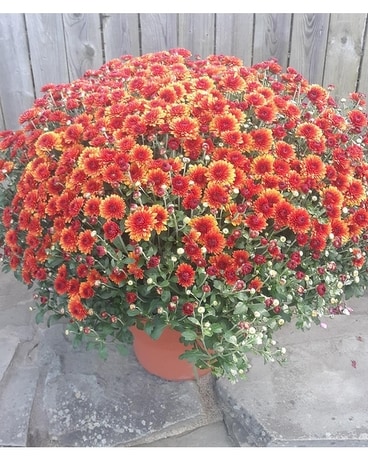 Bouquets by Occasion Delivery Norwich NY - Pires Flower Basket, Inc.