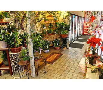 About Sherwood Florist Plus Nursery - Spring Hill, FL Florist