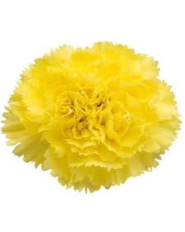 Yellow Carnation in Mount Dora FL - Claudia's Pearl Florist