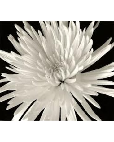 White Flowers Delivery Mount Dora FL - Claudia's Pearl Florist