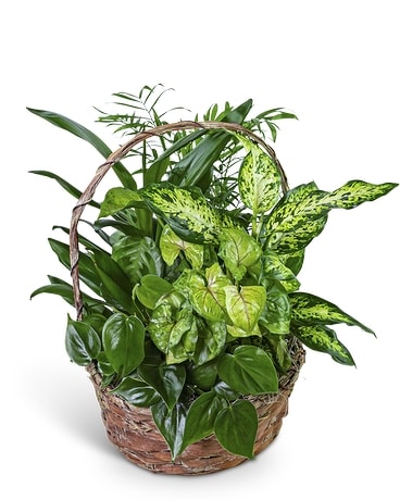 Green Plant Delivery Asheboro NC - Burge Flower Shop