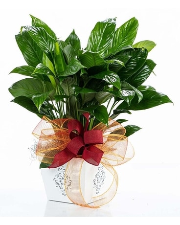 Plant for sympathy store
