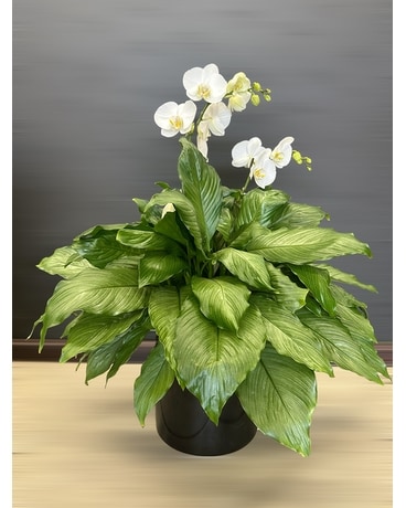 Fresh Modern Peace Planter in Ogden - Starting at $109.99 | Lund Floral
