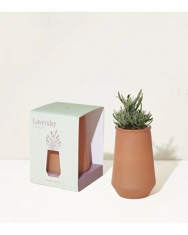 Tapered Tumbler Fresh Lavender Grow Kit in Summit NJ - Rekemeier's ...