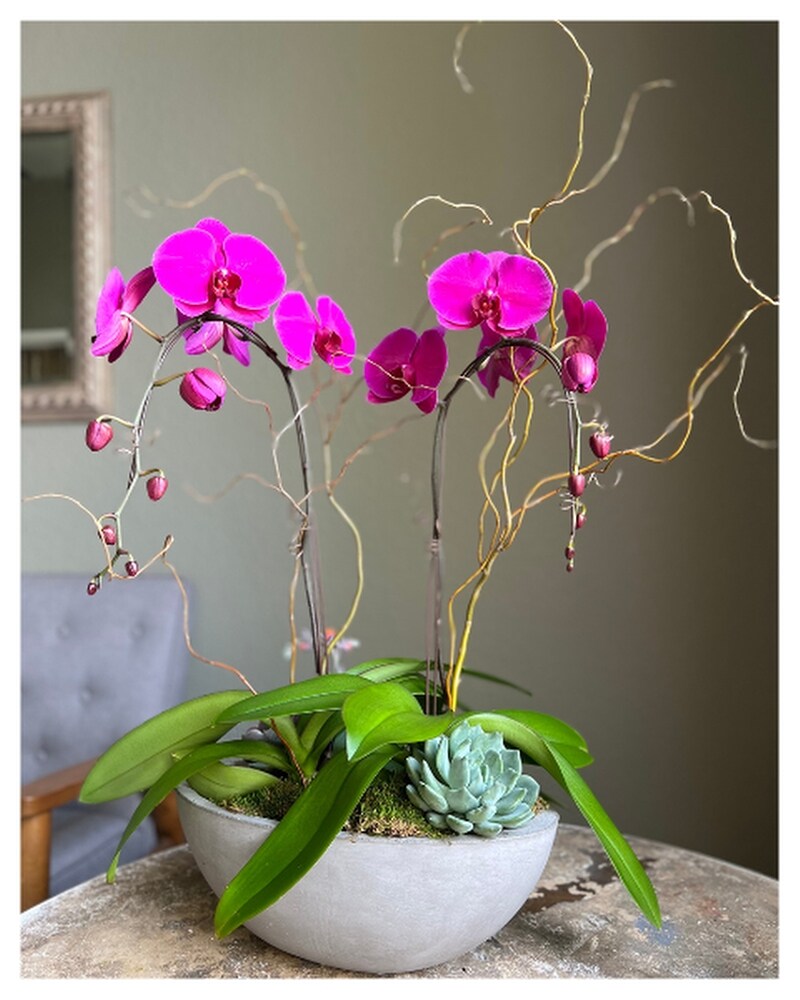 Orchids deluxe store