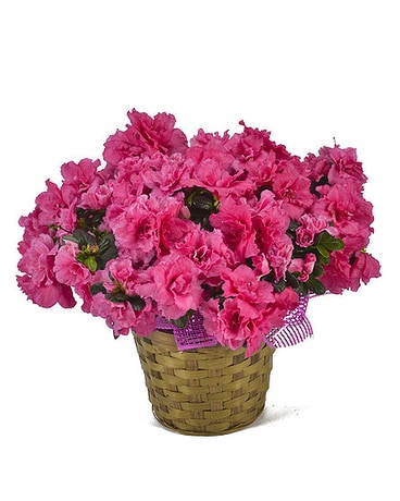 Oklahoma City Florist - Flower Delivery by Trochta's