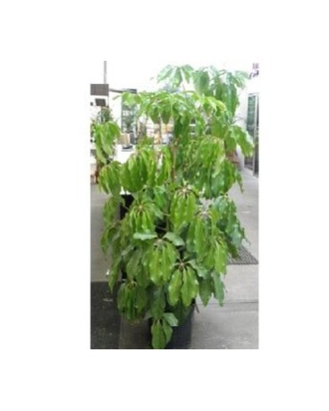 Schefflera Amate Flowers | Best Flower Site