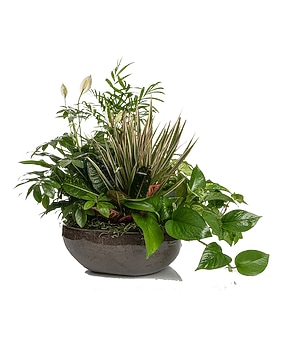 Plants Delivery New London CT - Thames River Greenery