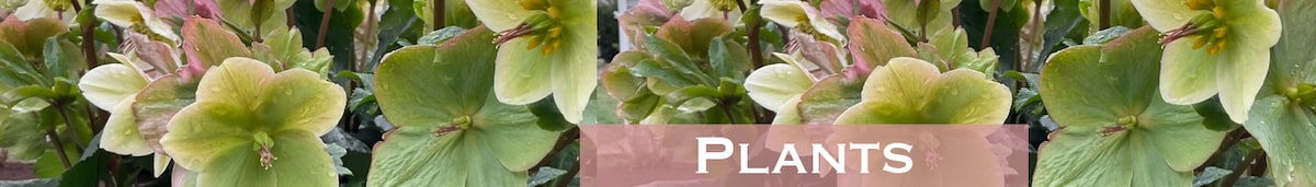 Plants Delivery New London CT - Thames River Greenery
