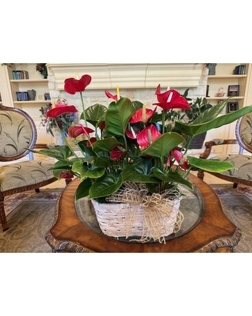 Antherium in Flower Mound TX - Dalton Flowers, LLC