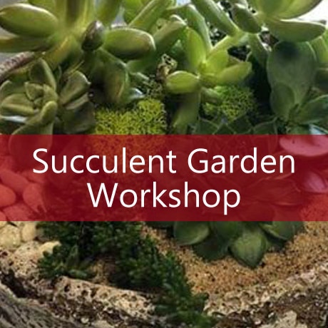 Succulent Garden Workshop in Fond Du Lac WI - Haentze Floral Co